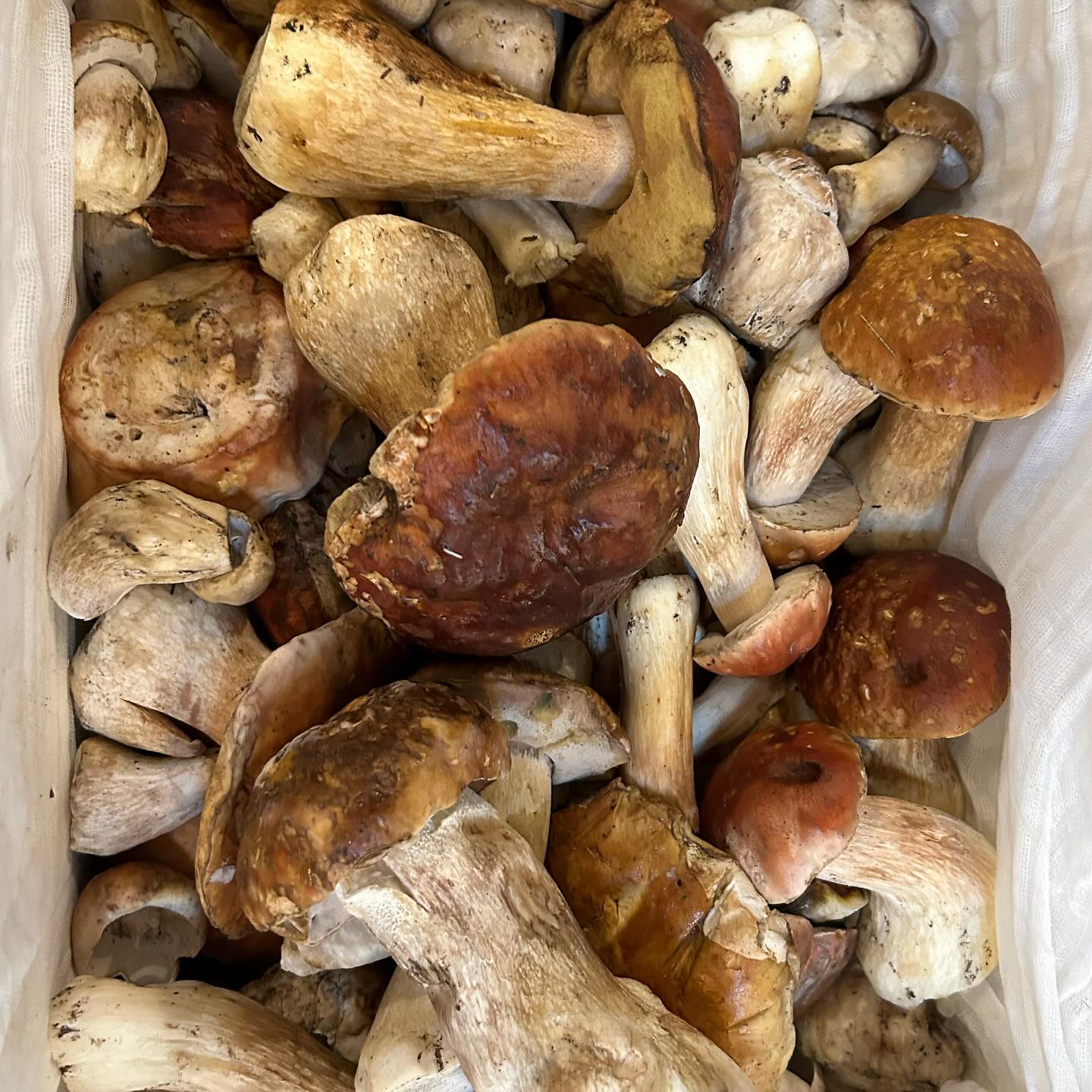 Temporada de Hongos en San Miguel - Local SMA Guide by Bendita