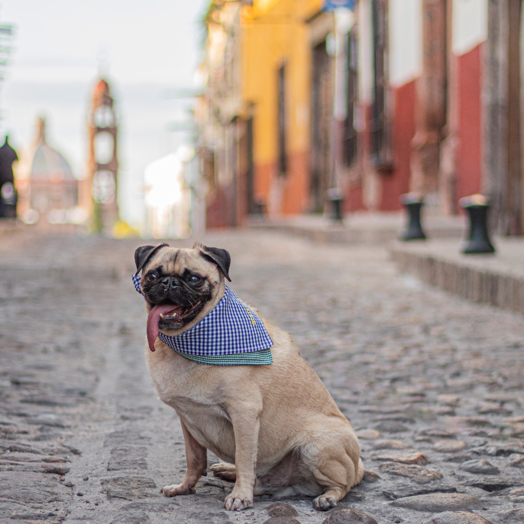 Celebra a los Perritos de San Miguel en su Día - Local SMA Guide by Bendita