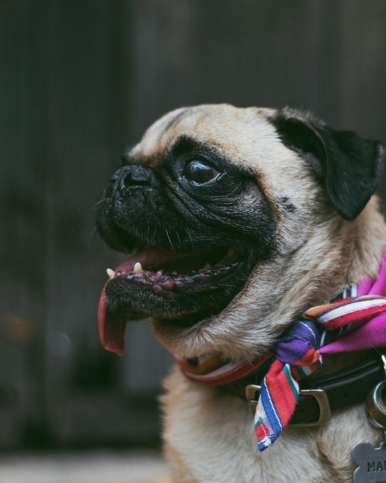 Un Menú de Perros en San Miguel - Local SMA Guide by Bendita